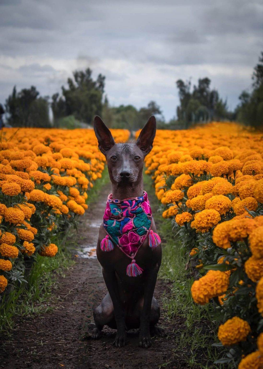 The Amazing Xoloitzcuintli Hairless Dog - Dog Breeds